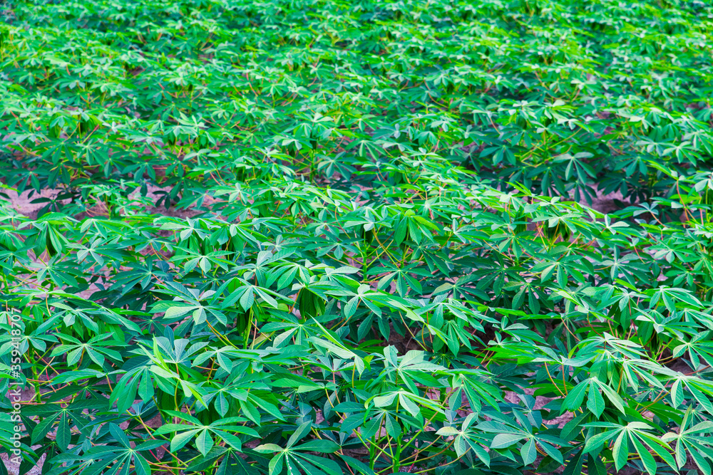 Tapioca fields on natural background, Grow cassava, Season of planting ...