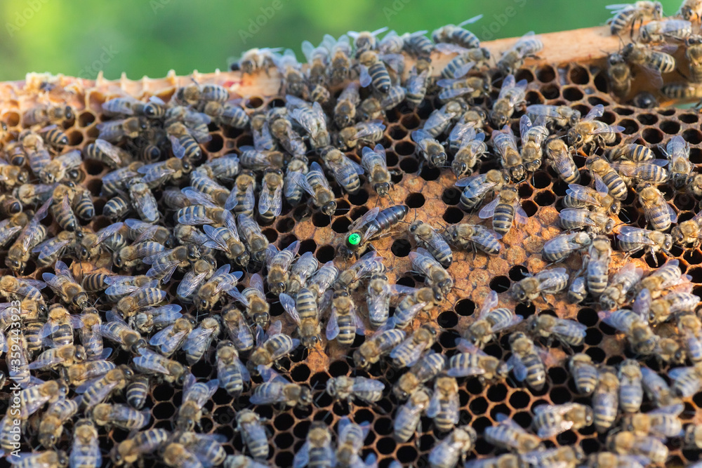Tribal queen bee on frame with sealed brood. queen bee with green label ...