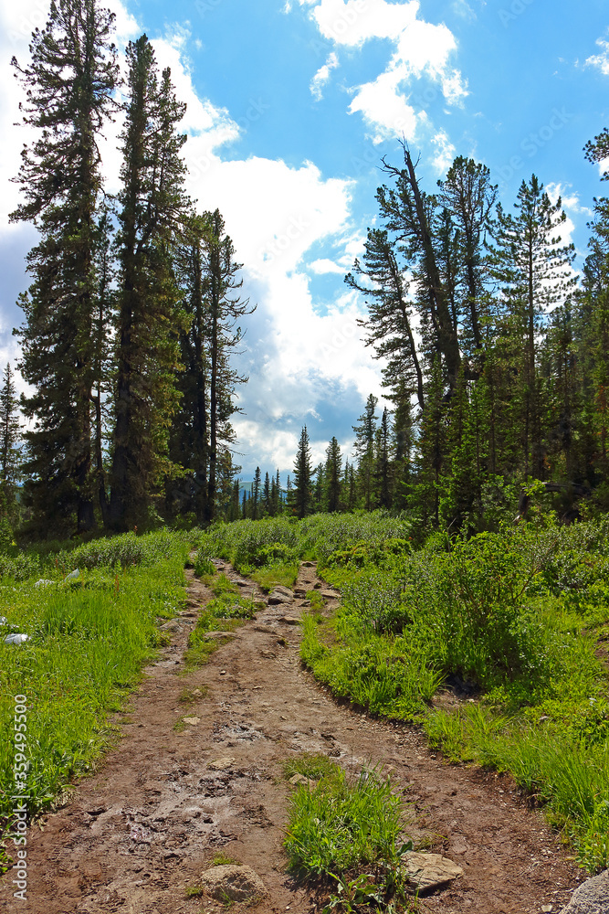 Dirty trail in the summer conifer forest. Nature park Ergaki, Russia ...
