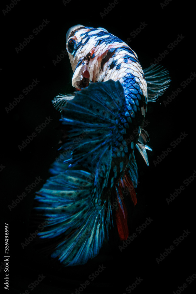 Siamese Fighting Fish. The Siamese fighting fish (Betta splendens ...