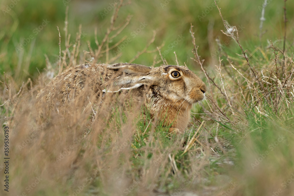 Fotografie Brown Hare - Lepus europaeus, European hare, species of hare ...
