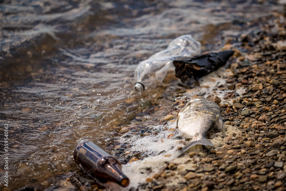 dead fish with garbage on the shore. polluted shore. trash on the beach ...