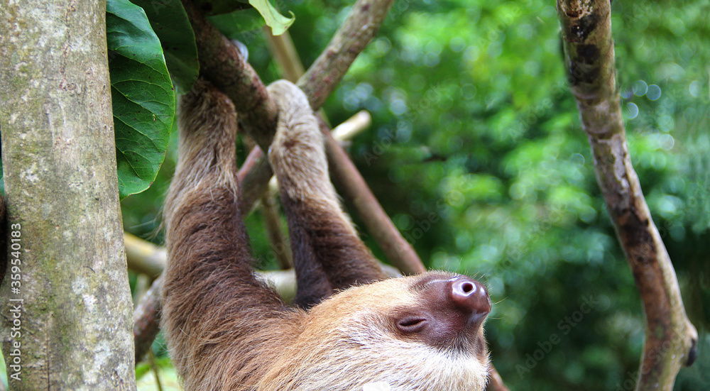 oso perezoso de dos dedos tierno bebe colgando de un árbol en un centro ...
