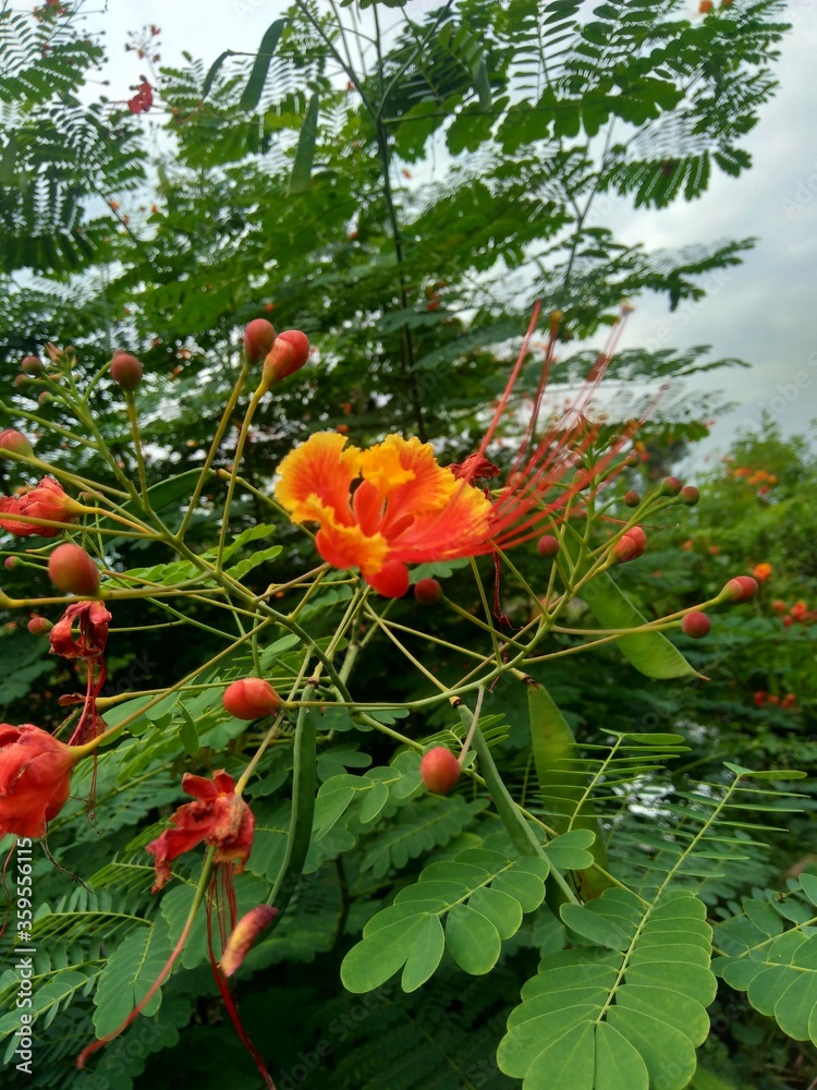 Foto de Stock Caesalpinia pulcherrima (also called poinciana, peacock ...