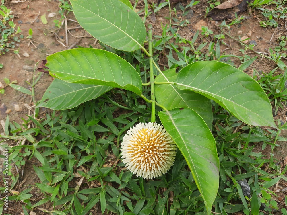 Photo Stock Neolamarckia cadamba with leaves, Enlish names burflower ...