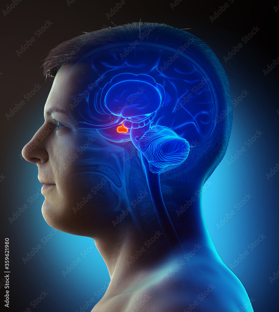 3d rendering medical illustration of a male Brain anatomy PITUITARY ...