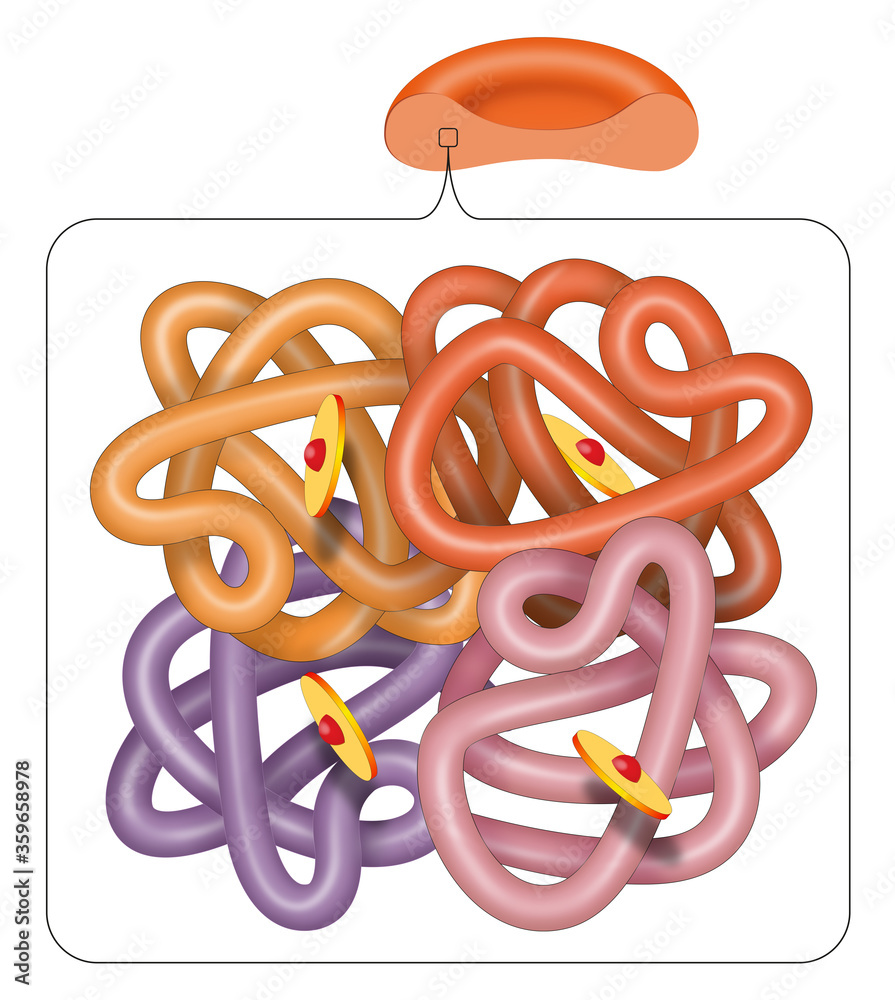 Structure of the haemoglobin (hemoglobin) molecule Stock Illustration ...