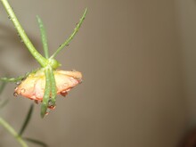 Droopy Wet Orange Flower Free Stock Photo - Public Domain Pictures