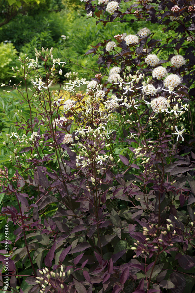 Vertical image of Serious Black bush clematis (Clematis recta 'Lime ...