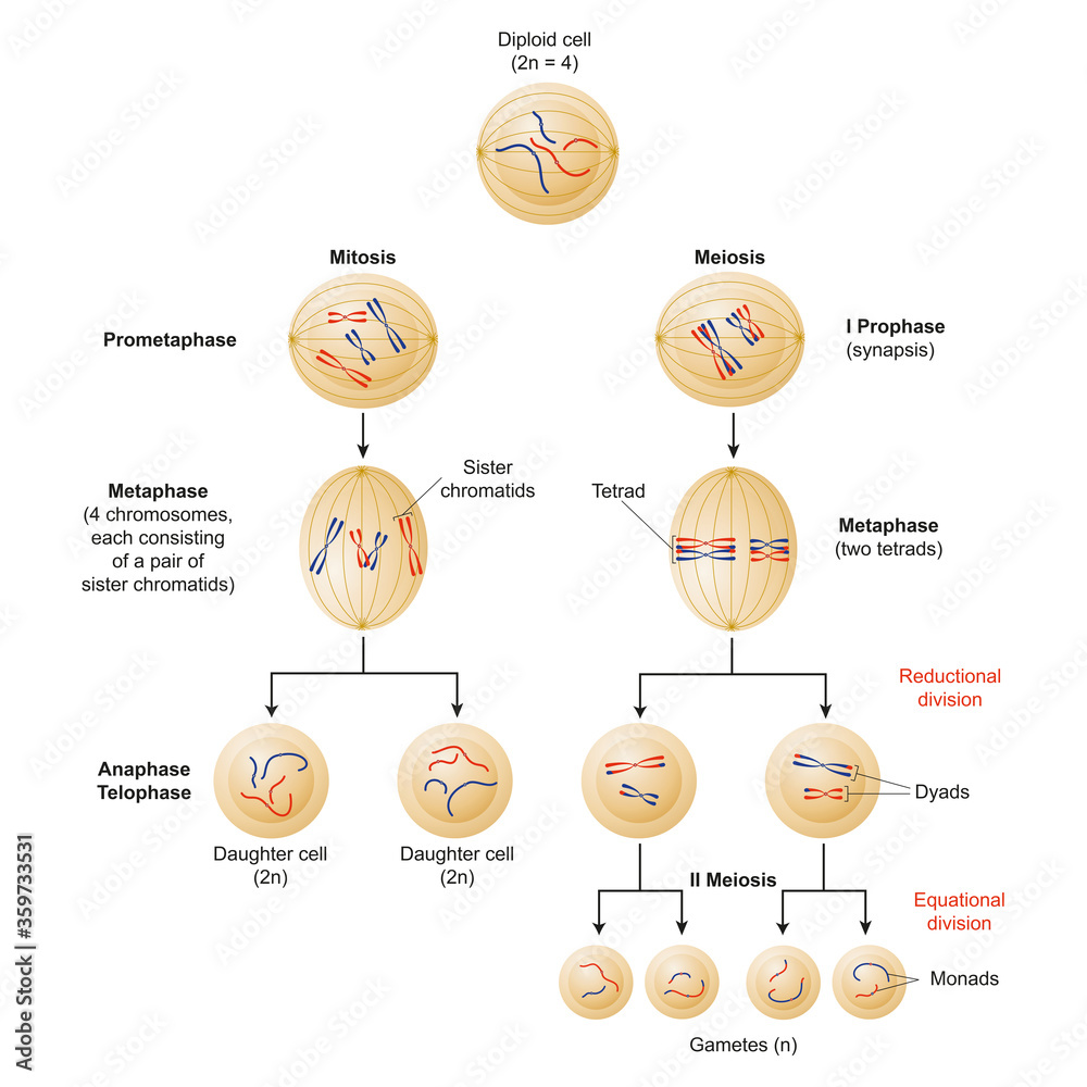 Cells divide by two mechanisms called mitosis and meiosis Stock ...