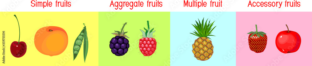 Different types of fruits: simple, aggregate, accessory and multiple ...