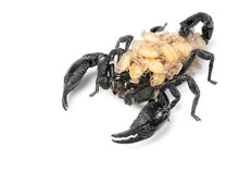 Baby Scorpion Free Stock Photo - Public Domain Pictures