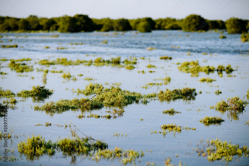 Flooded mangroves in the desert. Gulf tides in mangrove forests. Shrub ...