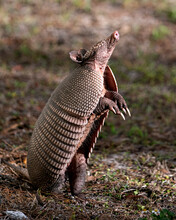Armadillo Close-up Portrait Free Stock Photo - Public Domain Pictures