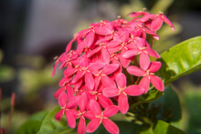 Bujor pin flori de primăvară în grădină Poza gratuite - Public Domain ...