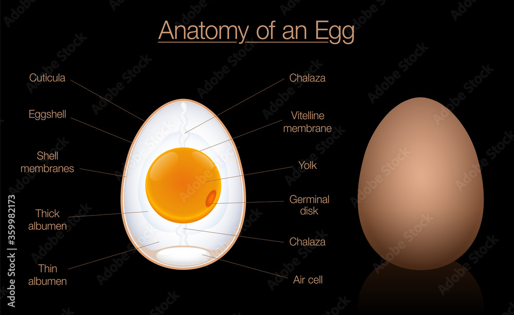Egg anatomy cross section. Structure of a birds egg, labeled chart with ...