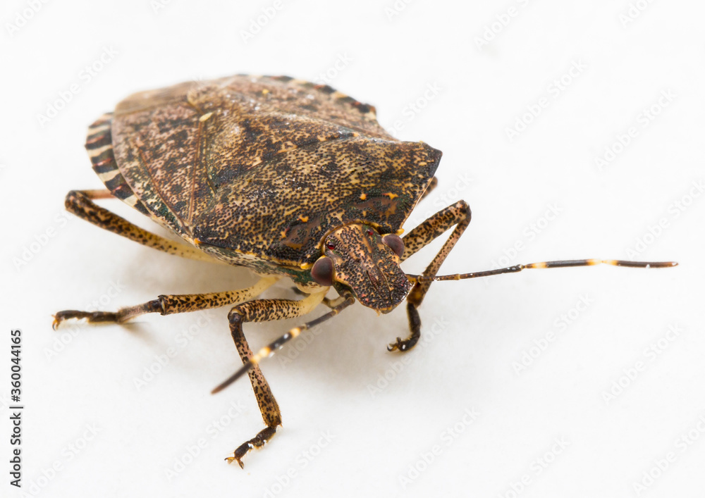 Halyomorpha halys, also known as the brown marmorated stink bug, or ...