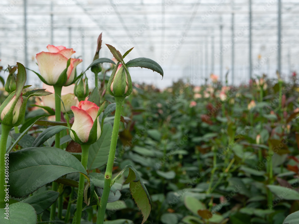 Perspective view of greenhouse with red, yellow , pink, white roses ...