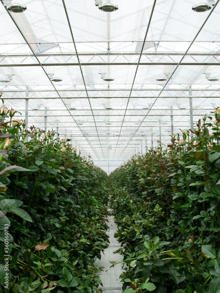 Perspective view of greenhouse with red, yellow , pink, white roses ...