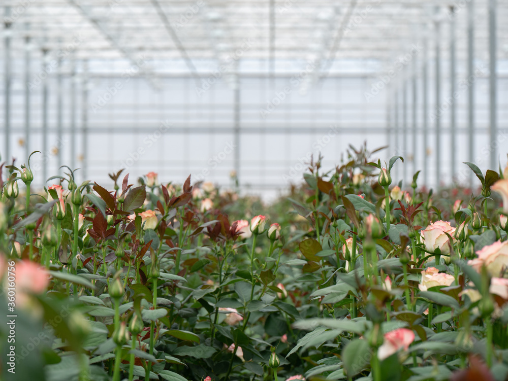 Perspective view of greenhouse with red, yellow , pink, white roses ...