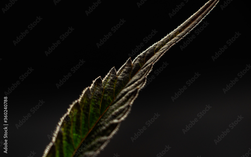 terpene cannabis medical profile marijuana leaf Stock Photo | Adobe Stock