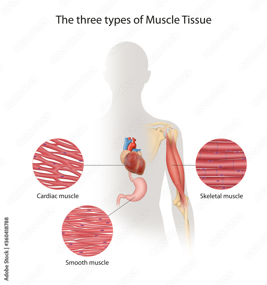 The three types of Muscle Tissue of Human Body. Diagram Stock ...
