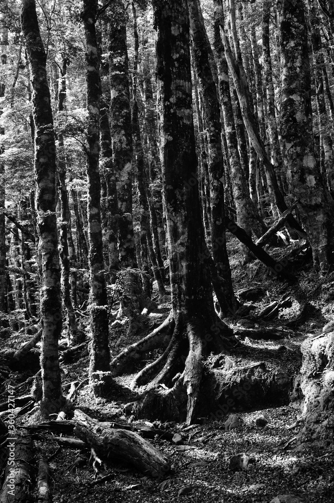 Native trees photographed along hiking trails in New Zealand Stock ...