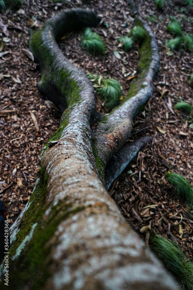 Native trees photographed along hiking trails in New Zealand Stock ...
