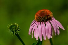 Pink Coneflower And Buds Free Stock Photo - Public Domain Pictures