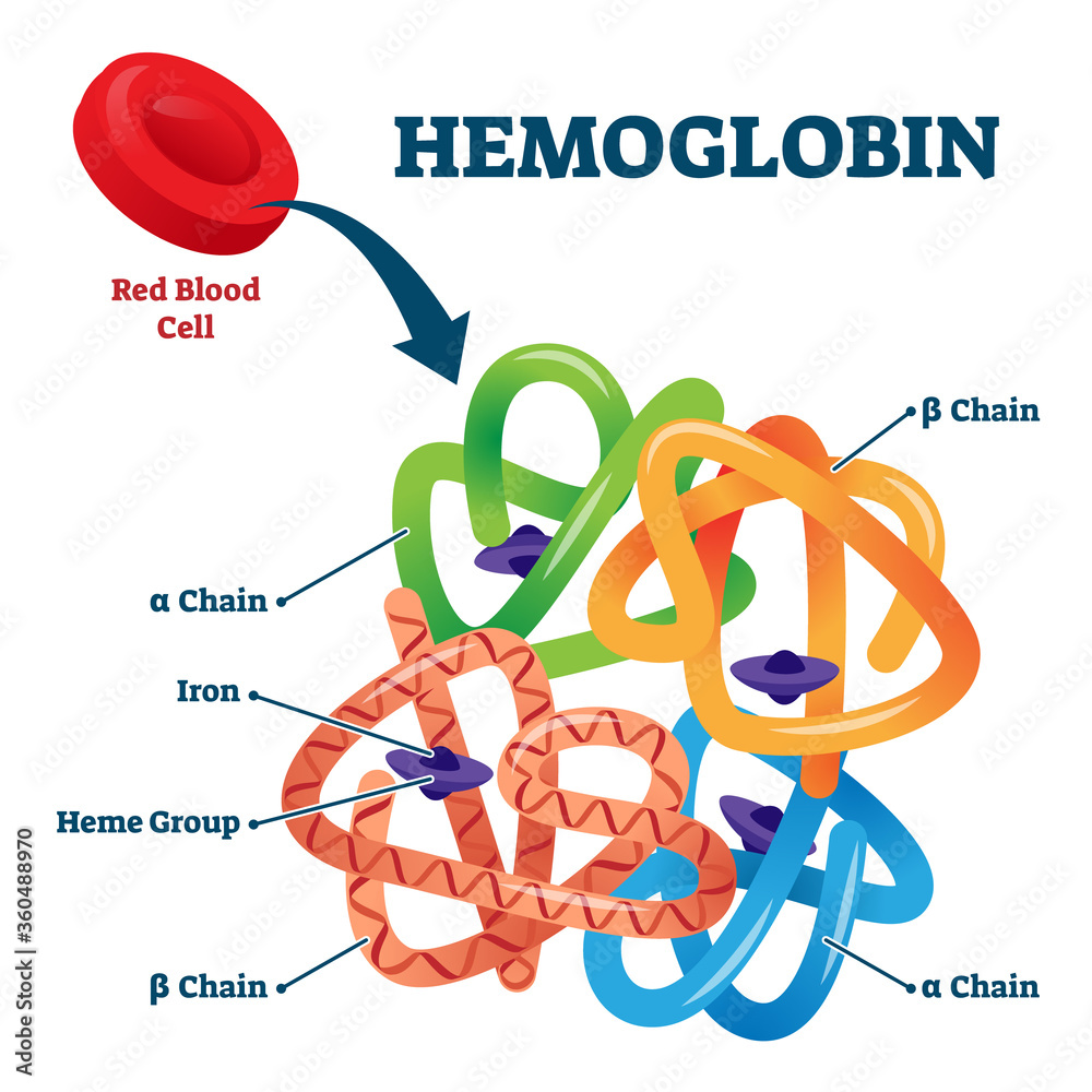 Hemoglobin in red blood cells as oxygen transport metalloprotein scheme ...