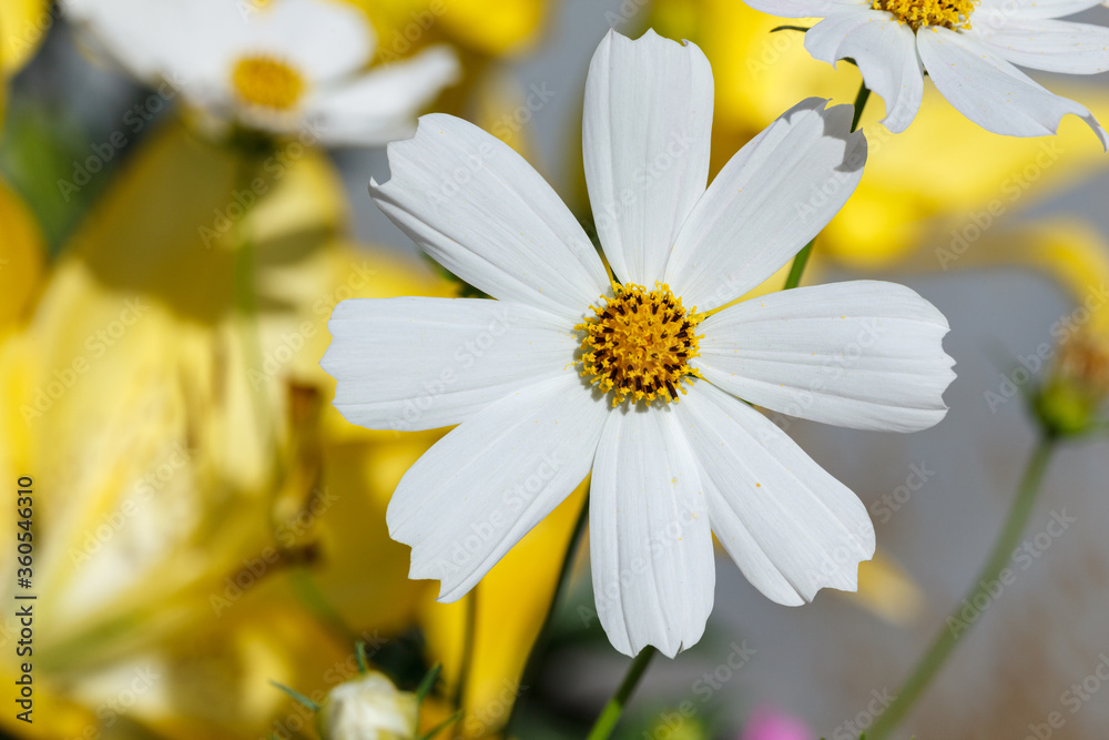 Beautiful white cosmos flowers of bipinnatus in the summer season ...