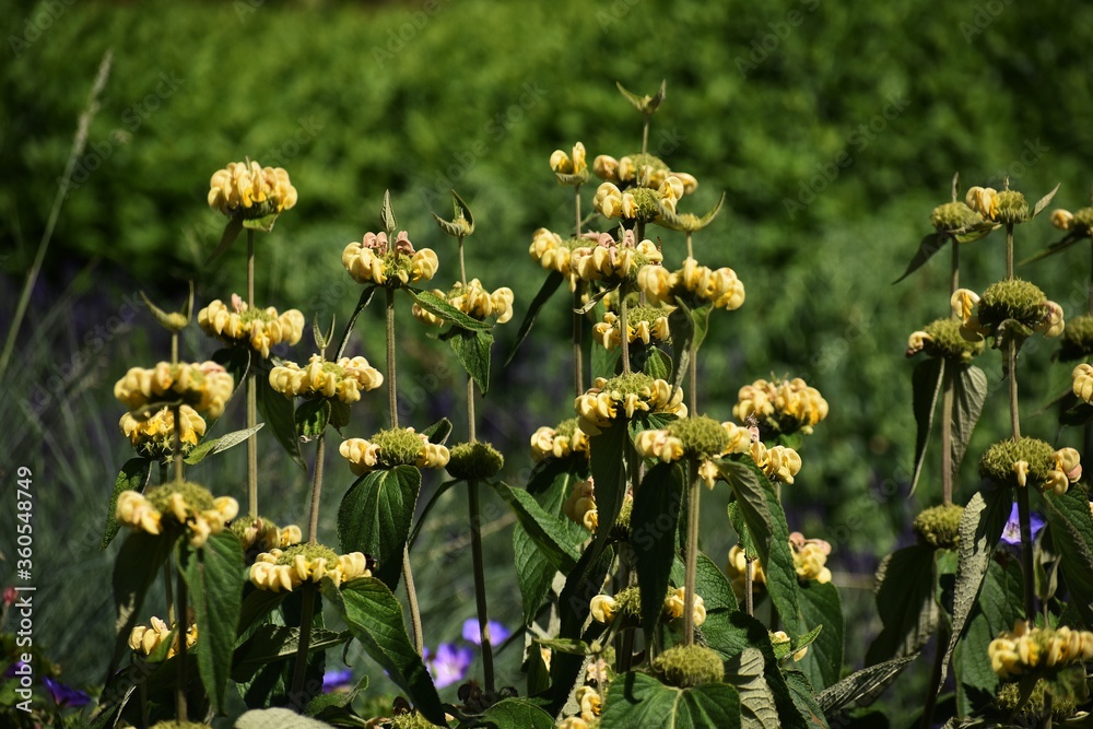 Phlomis Russeliana plant with flowers, commonly known as Turkish Sage ...