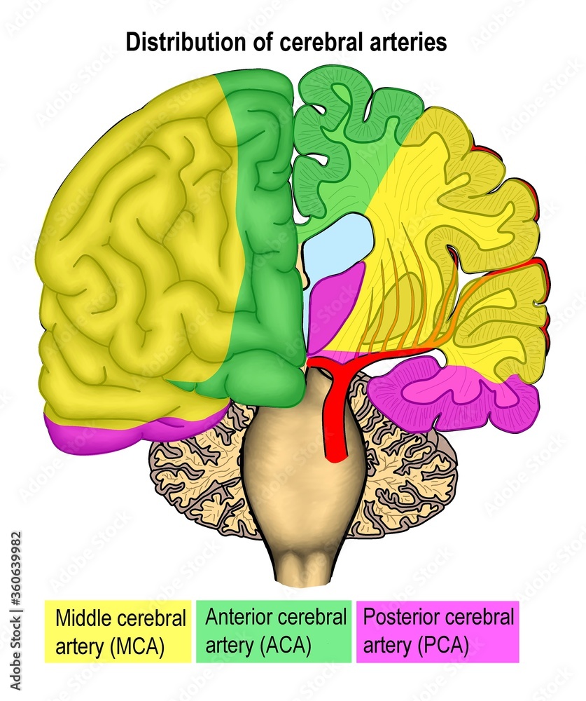 The cerebral artery distribution in human's brain regarding to anterior ...