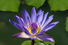 Small Purple Lily Flowers Free Stock Photo - Public Domain Pictures