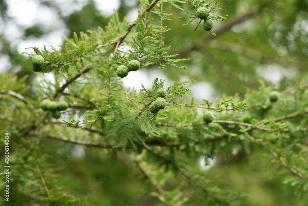 Bald cypress (Taxodium distichum) is a Cupressaceae deciduous ...