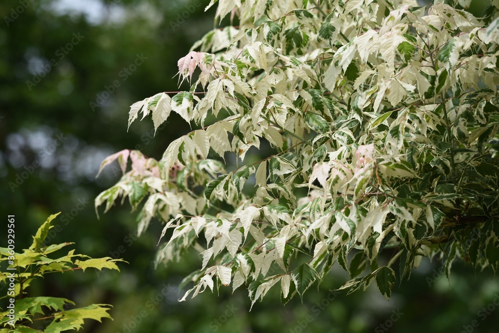 Stock-Foto „Boxelder maple (Acer negundo) is an Aceraceae deciduous ...