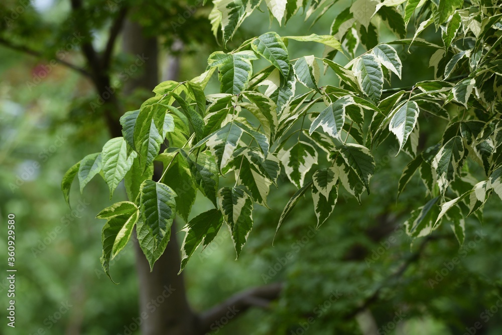 Boxelder maple (Acer negundo) is an Aceraceae deciduous tree native to ...