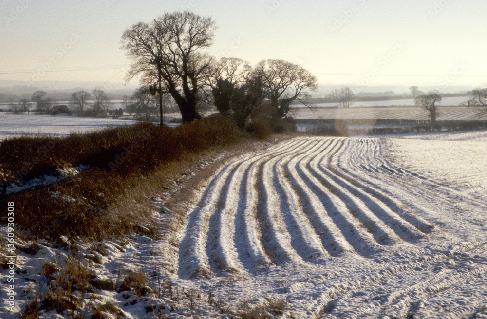UK agricultural landscape in wintertime. Snow on plow and furrow ridges ...