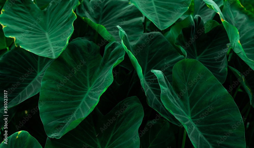 Green leaves of elephant ear in jungle. Green leaf texture with minimal ...