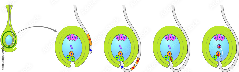 Diagram of life cycle of flowering plant with double fertilization ...