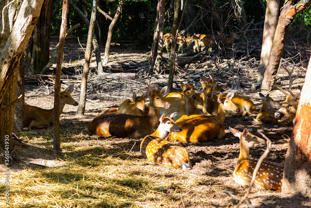 Chika deer (Sika) or Japanese deer Regarded as a symbol of Buddhism ...