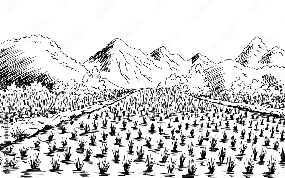 Rice field graphic black white landscape sketch illustration vector ...