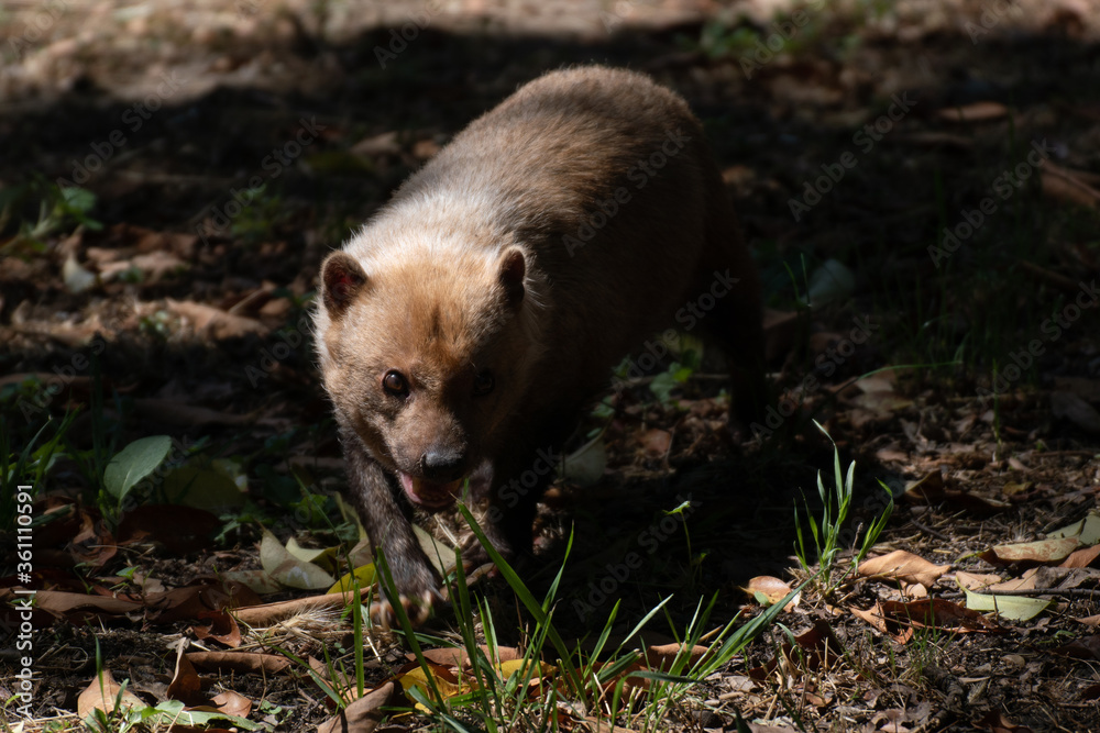 Cute female of bush dog between light and shadow Stock Photo | Adobe Stock