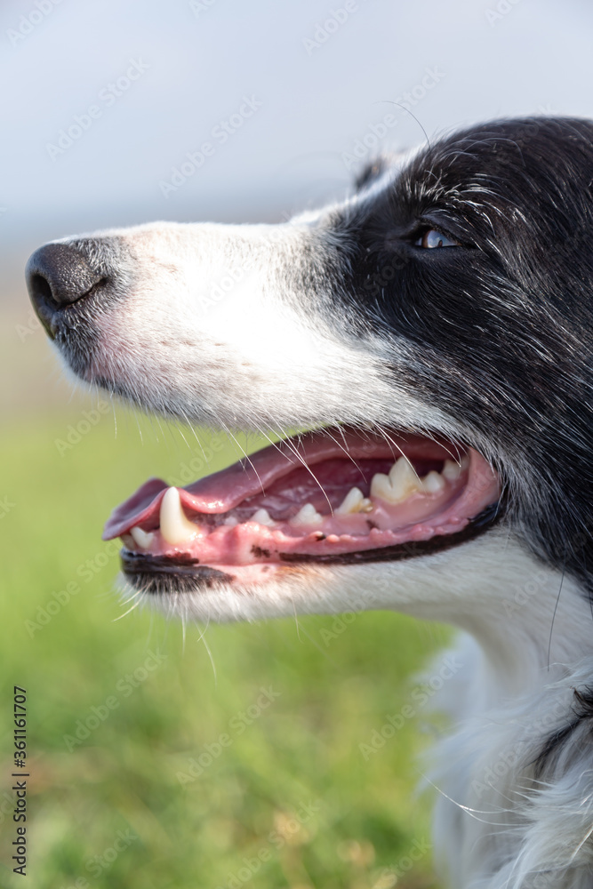 Muzzle of a black and white border collie dog. Closeup portrait on a ...