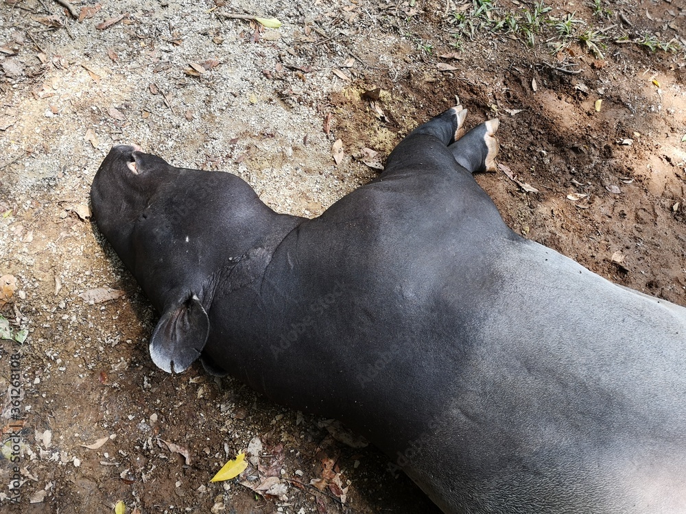Sleeping Tapir at rehabilitation/coversation centre. The Malayan tapir ...