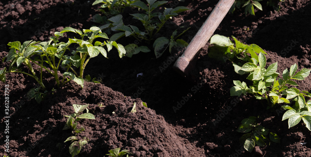 Green plant of potato (Solanum tuberosum). Spudding of growing potato ...