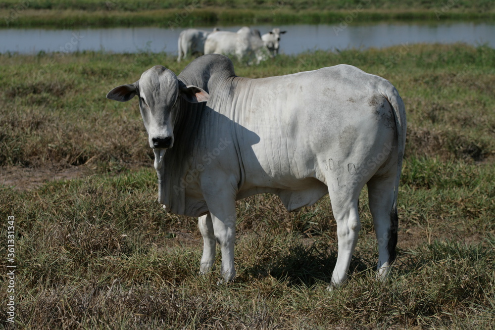 Pecuária, Bovinocultura, Nelore, Fazenda, Mato grosso, Cerrado, Brasil ...
