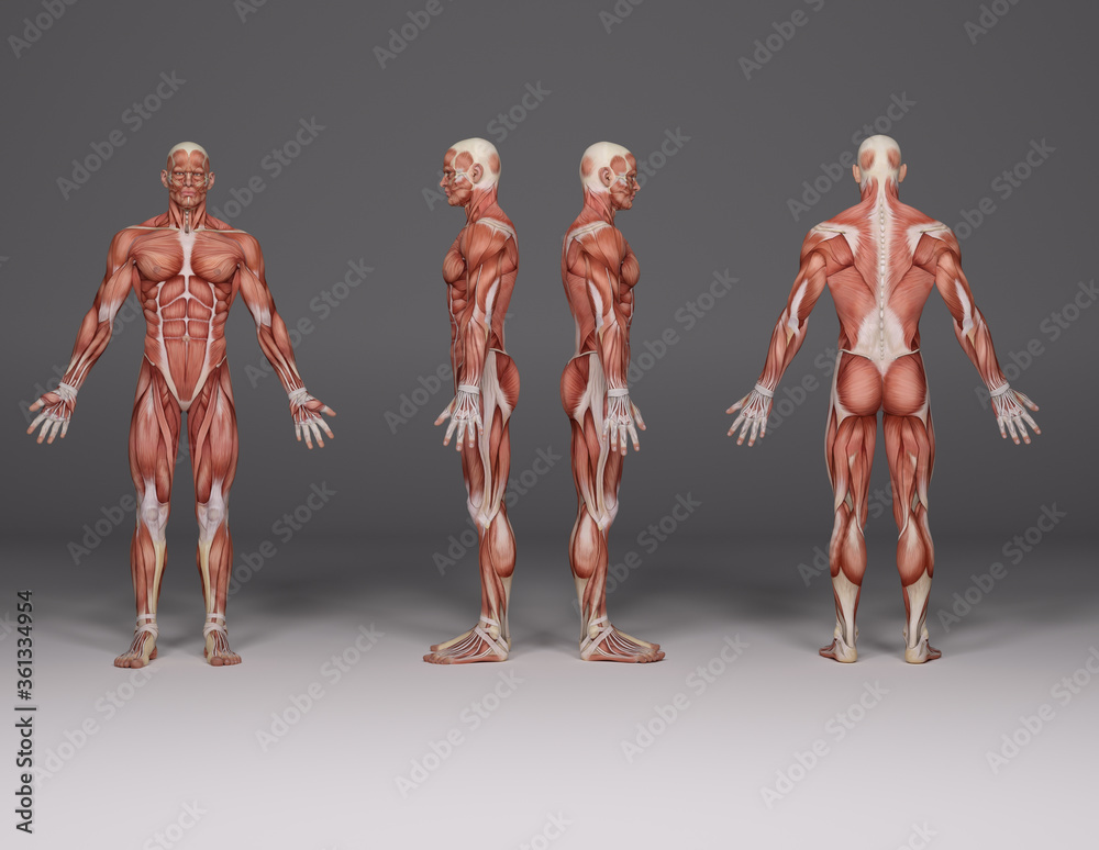 3D Render :a standing male body illustration with muscle tissues ...