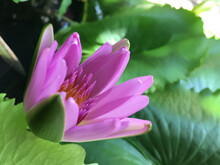 Small Purple Lily Flowers Free Stock Photo - Public Domain Pictures