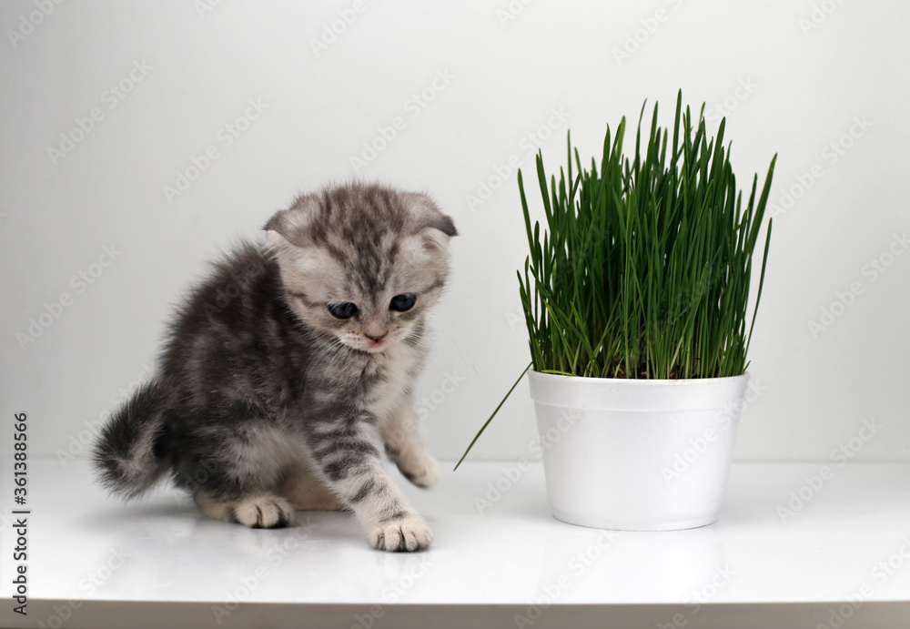 Small gray kitten and gosh with green grass of wheat on a white ...